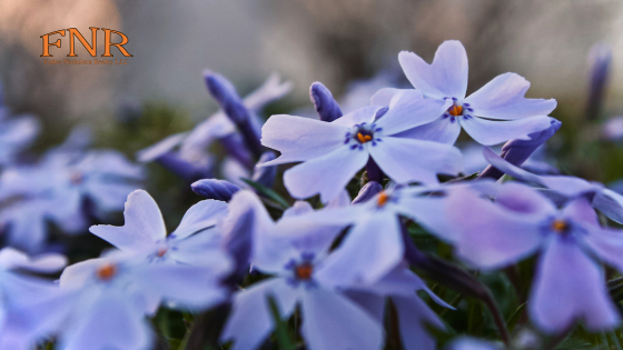 Explore the Klamath Basin in Bloom: Your Guide to Springtime Flowers ...